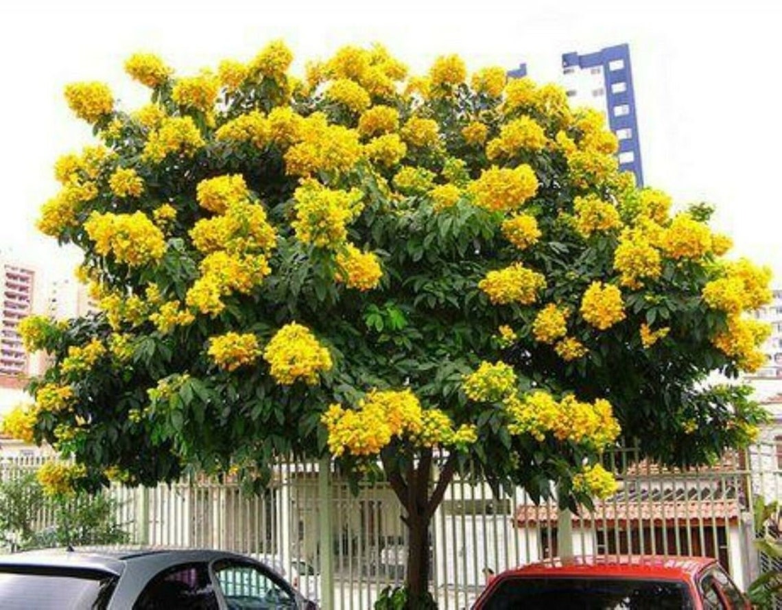 Sunlit Elegance - Premium Yellow Milk Crape Myrtle Seeds 25-500 Seeds ...