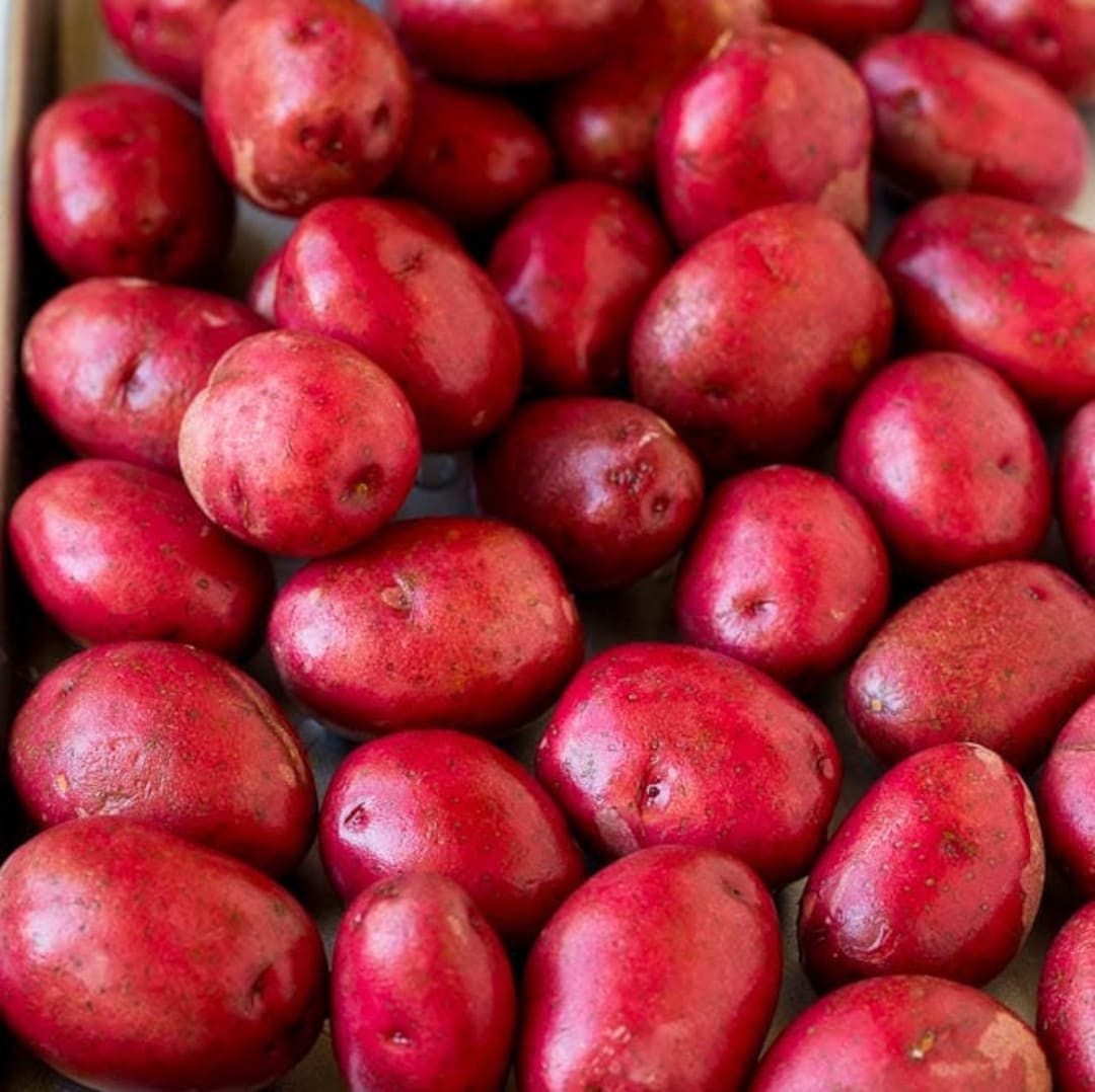 Red Pontiac Seed Potatoes: USDA Certified for Planting (226 Grams ...