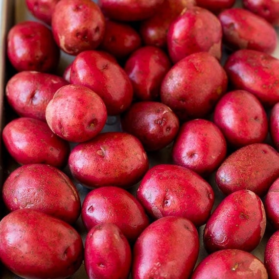Red Pontiac Seed Potatoes USDA Certified for Planting 226 Grams Premium Red Potato Variety for 2024 Etsy