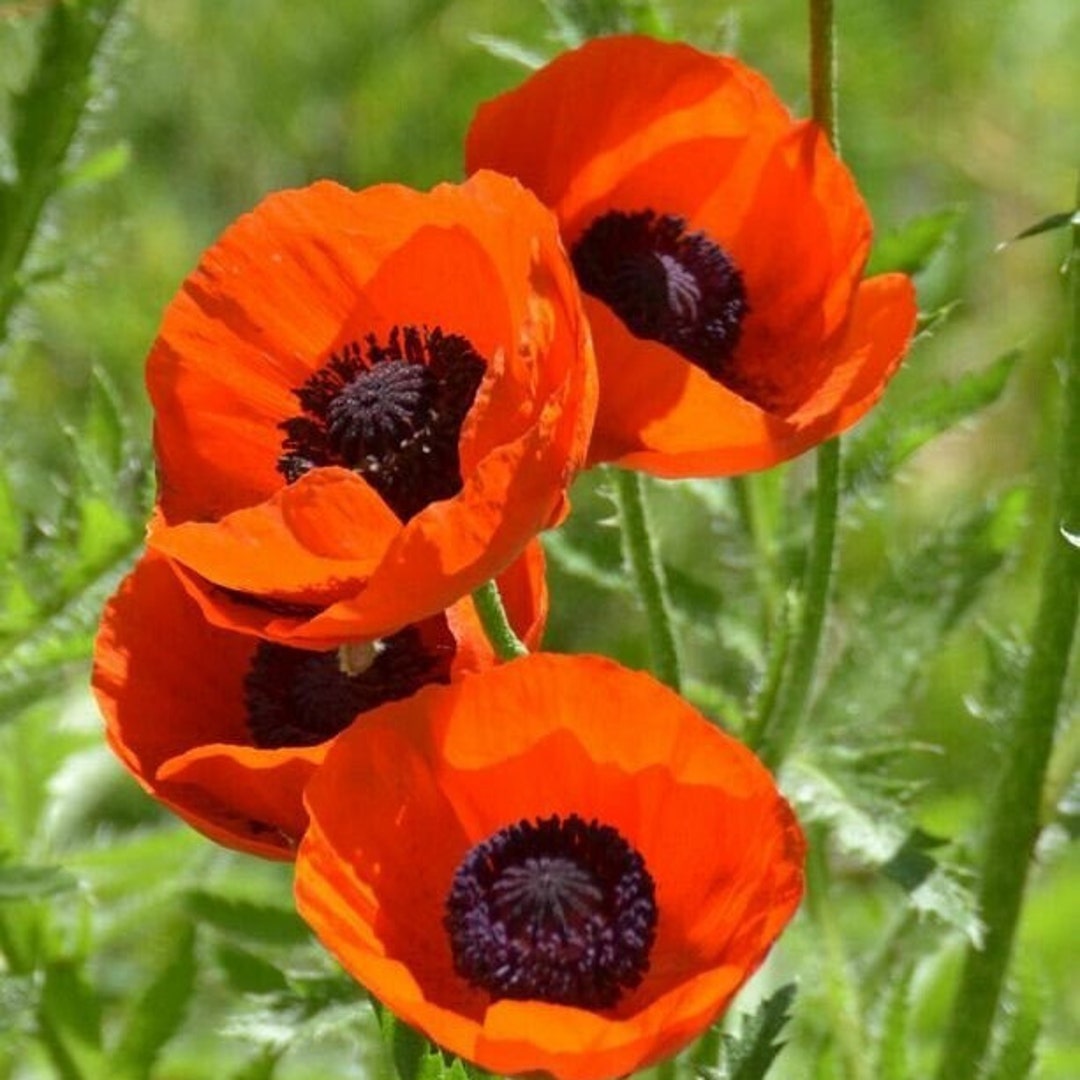Red Poppy Flower Seeds - Vibrant Scarlet Blooms for Your Garden | US ...