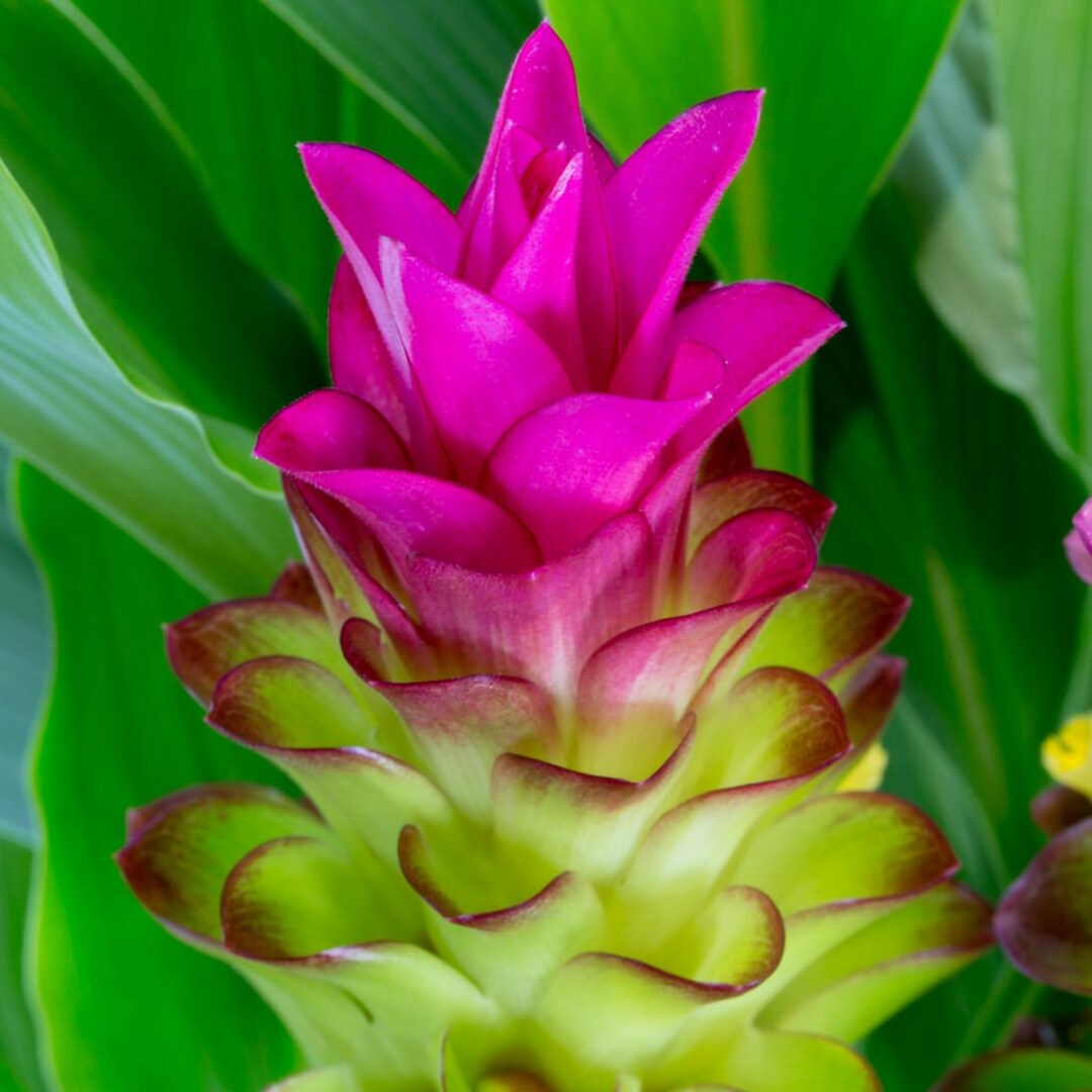 Pink Ginger Root Seeds: Grow Your Own Stunning Pink Ginger! - Etsy