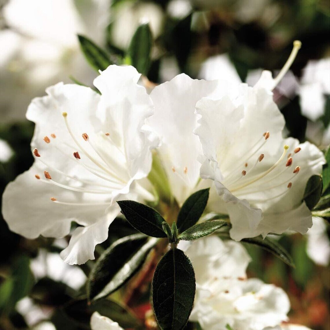 White Flower Rhododendron Azalea Bonsai Elegant Miniature Blooms US ...