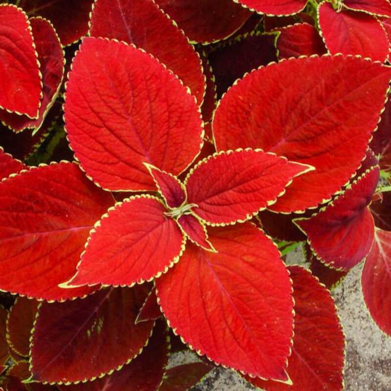 Coleus Plant - Etsy