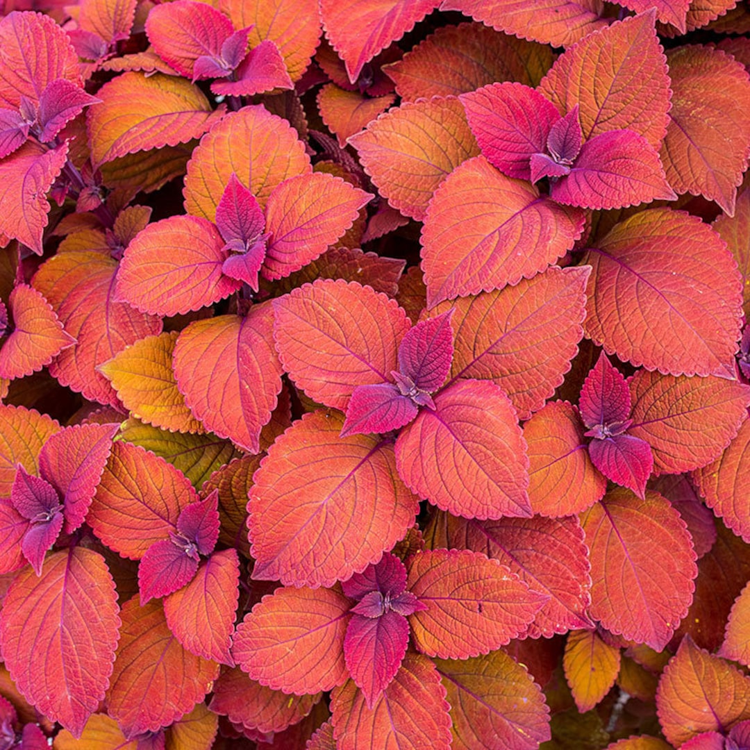 Orange Coleus Seeds: Ignite Your Garden With Warmth and Vibrancy - Etsy