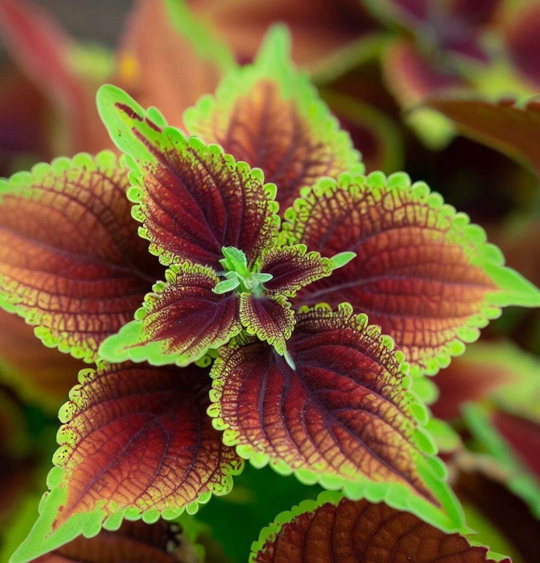 Green Coleus Seeds: Add Lush Foliage to Your Garden With Verdant Beauty ...