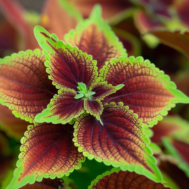Blue Coleus - Etsy