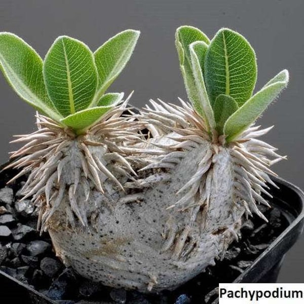 Madagascar Palm - Etsy