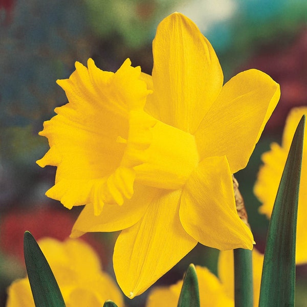 Daffodil - Etsy
