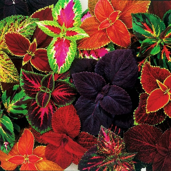 Coleus Seeds - Etsy