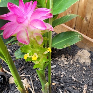 Pink Ginger Root Seeds: Grow Your Own Stunning Pink Ginger! - Etsy