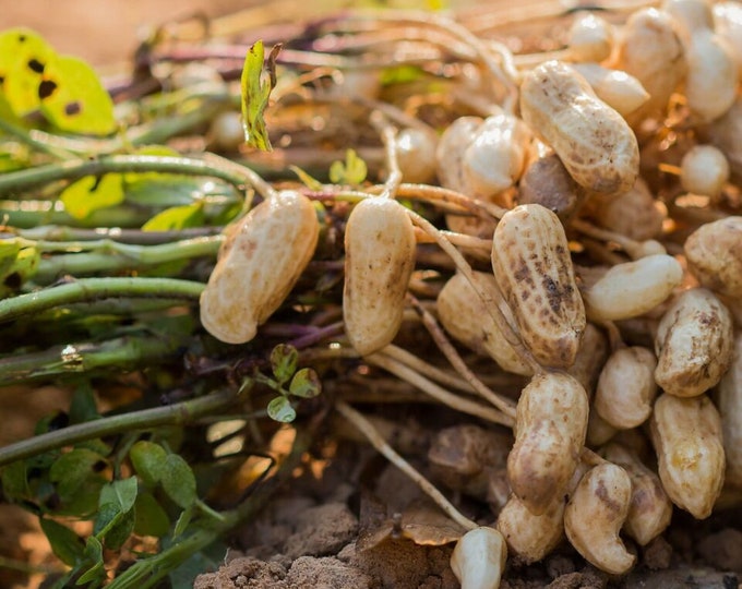 500+ Jumbo Bailey Virginia Peanut Seeds | for Planting Top 500+ Pea Nut ...