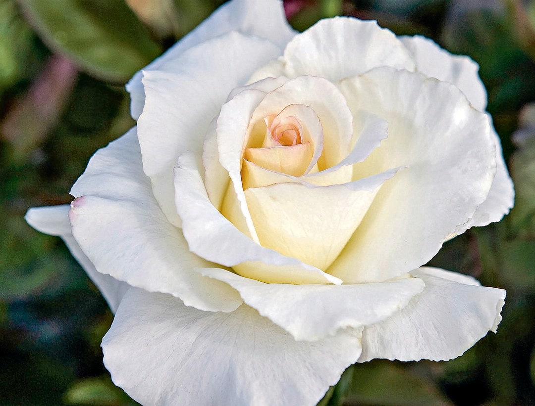 Pure Serenity - White Rose Seeds - Create a Garden of Timeless Elegance ...