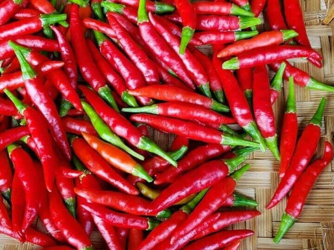 Graines de piment rouge thaïlandais ou piri-piri 100 % PURE piment fort ...