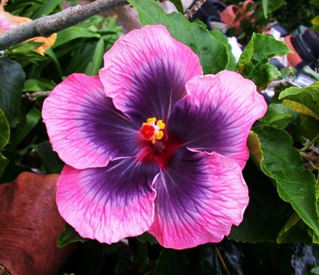 Pink Purple Hibiscus Moscheutos Mallow Seeds - Dual-toned Beauty for ...