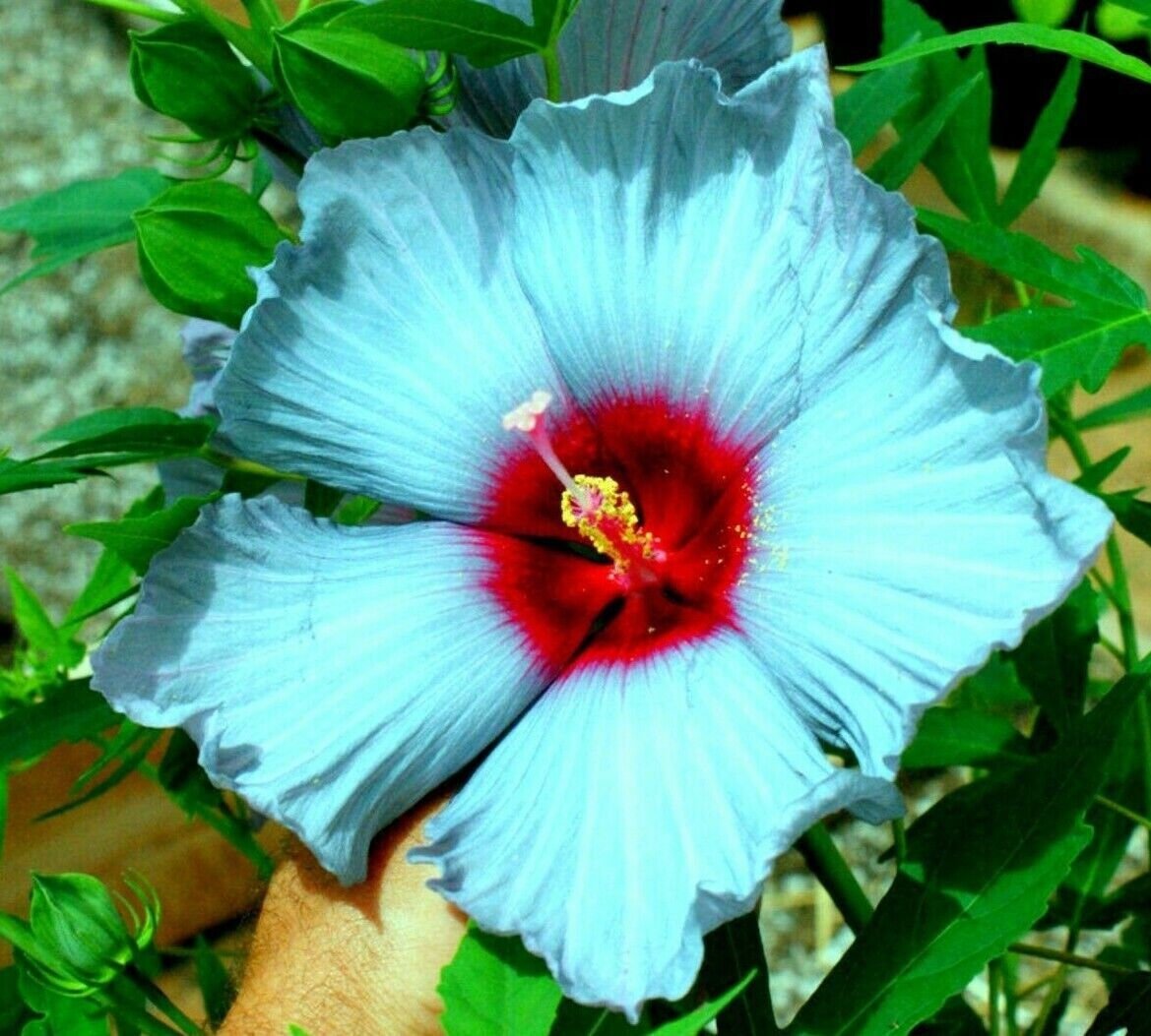 Deep Blue Madagascar Hibiscus Moscheutos Mallow Seeds - Tranquil ...