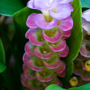 Pink Ginger Root Seeds: Grow Your Own Stunning Pink Ginger! - Etsy