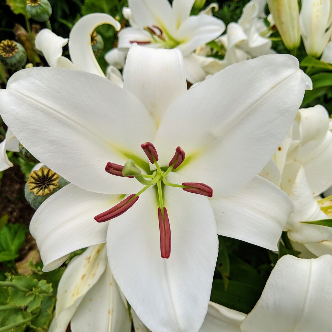 Pure Serenity - White Lily Seeds - Create a Garden of Timeless Elegance! - Etsy