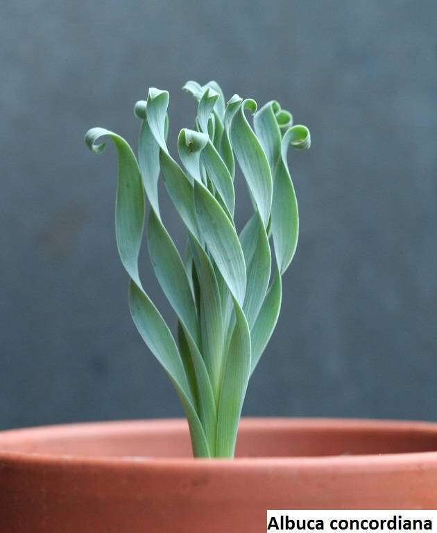 Frizzle Sizzle , Albuca Spiralis, Exotic Rare Succulent, Curly Grass ...