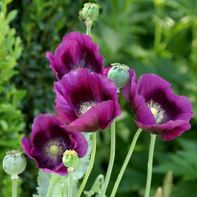 Purple Poppy Flower Seeds Royal Elegance for Your Garden US Seeds Bank ...