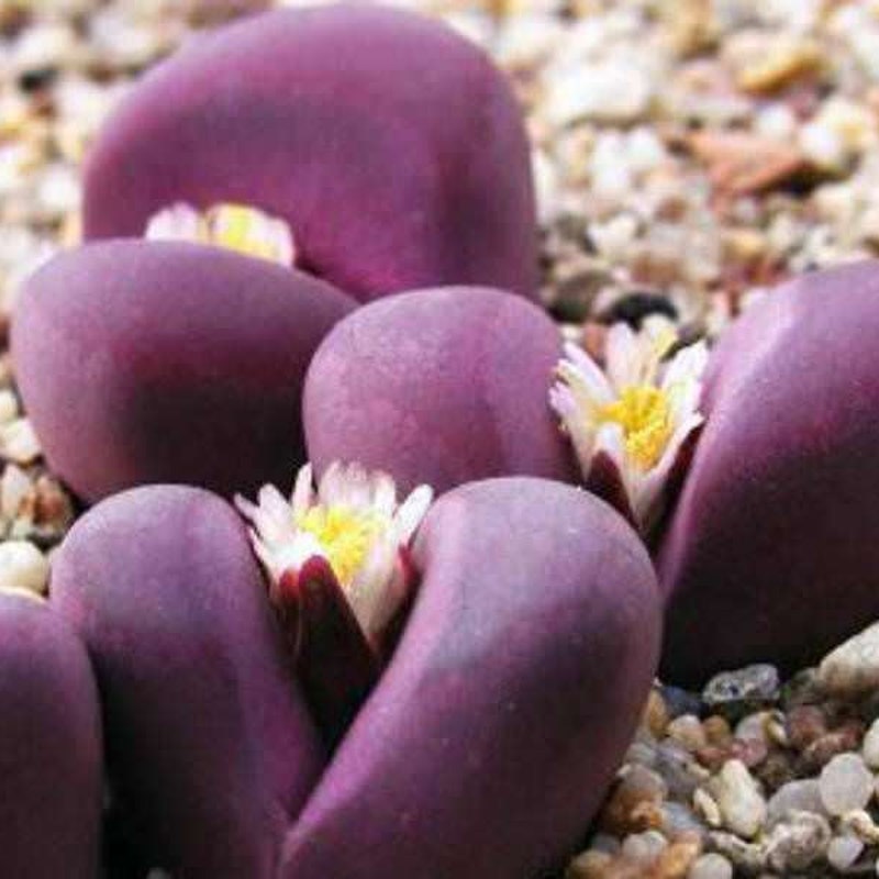 Lithops Live Plant - Etsy