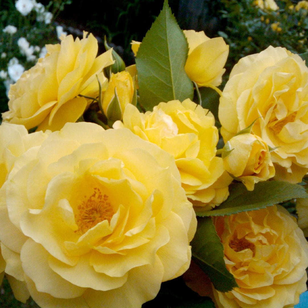 Golden Elegance - Yellow Rose Seeds - Illuminate Your Garden With ...