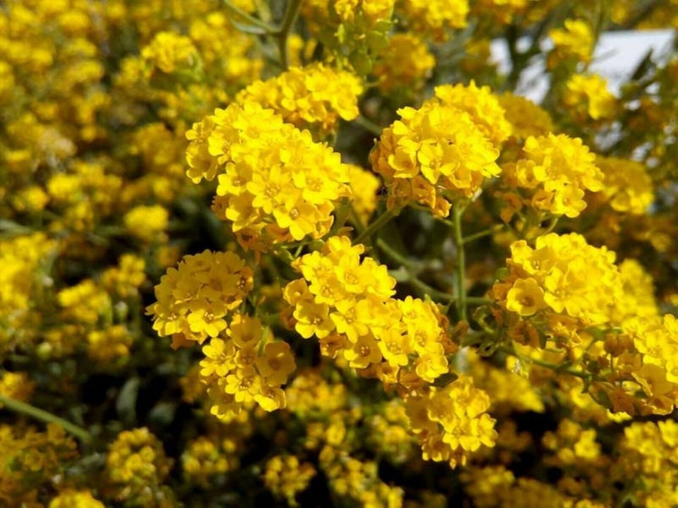 Sunlit Elegance - Premium Yellow Milk Crape Myrtle Seeds 25-500 Seeds ...