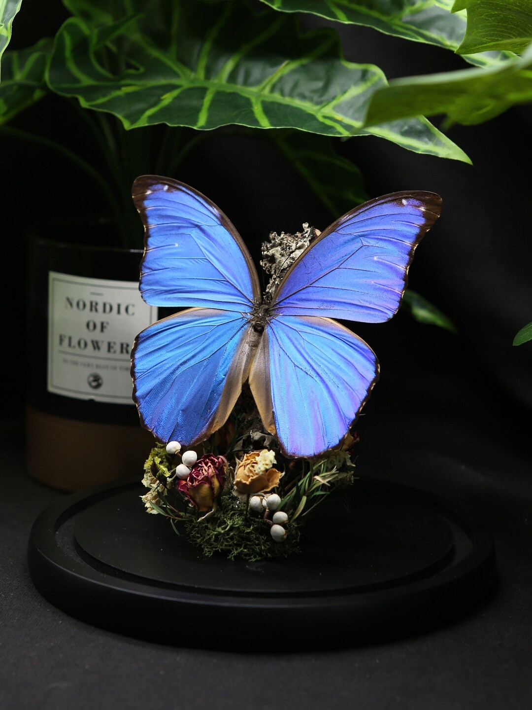 Butterfly Specimens Glass Covers Dried Flowers Home Soft - Etsy