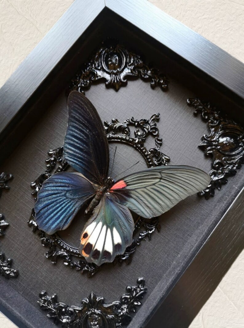 Magical Nature: Real Butterfly Specimens Curious Collections - Etsy