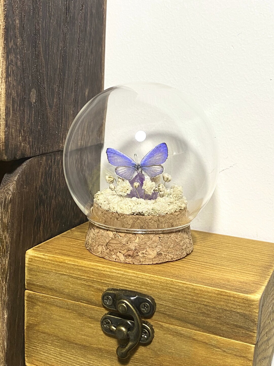 Butterfly Specimen Udara Dilrcta Mini Glass Balls Handicraft Ornaments ...