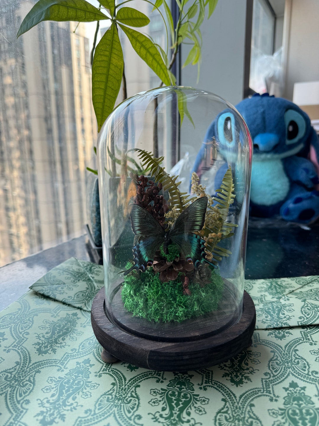 Transparent Glass Butterfly Specimen Display, Domed Bell Tabletop ...