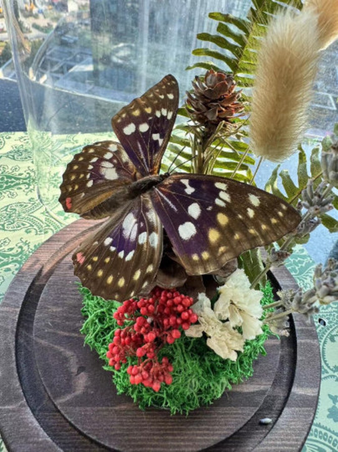 Transparent Glass Butterfly Specimen Display, Domed Bell Tabletop ...