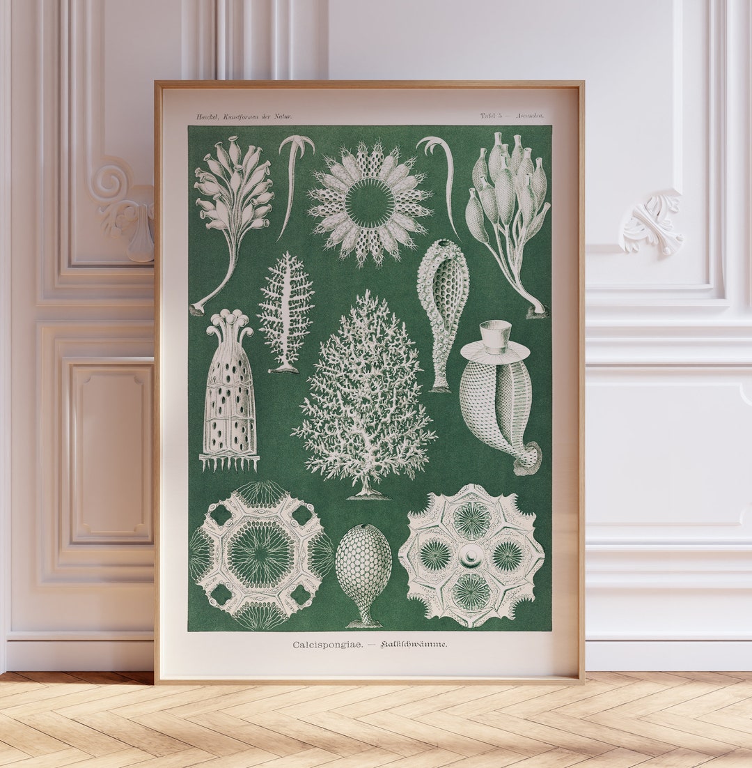 Ernst Haeckel Poster, Calcispongiae, Ernst Haeckel Print, Vintage ...