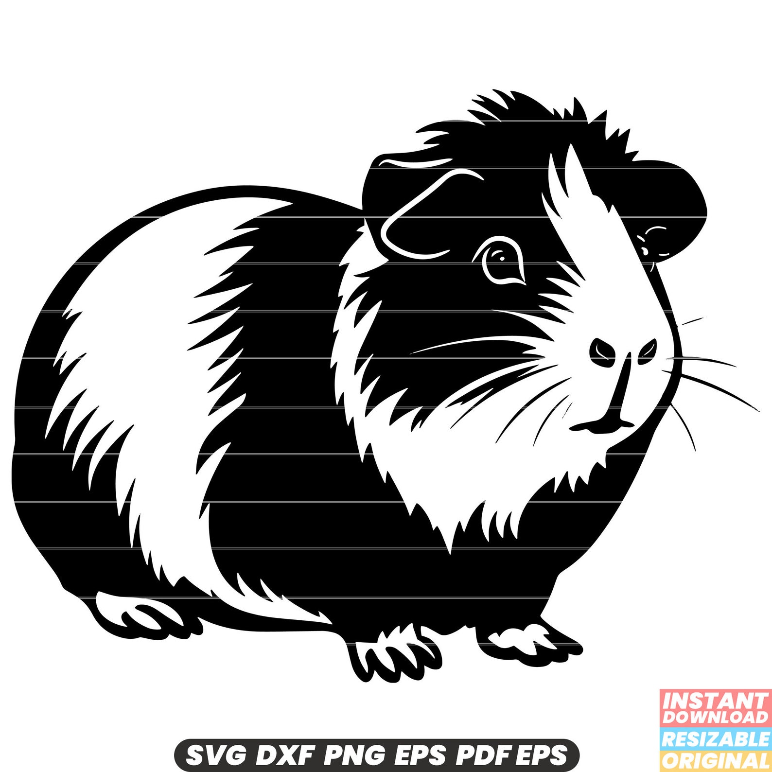 Guinea Pig Rodent Pet Cavy Small Mammal Fluffy Fur Domesticated Animal ...