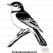 American Robin SVG DXF PNG Cut File Clipart Instant Download Digital ...