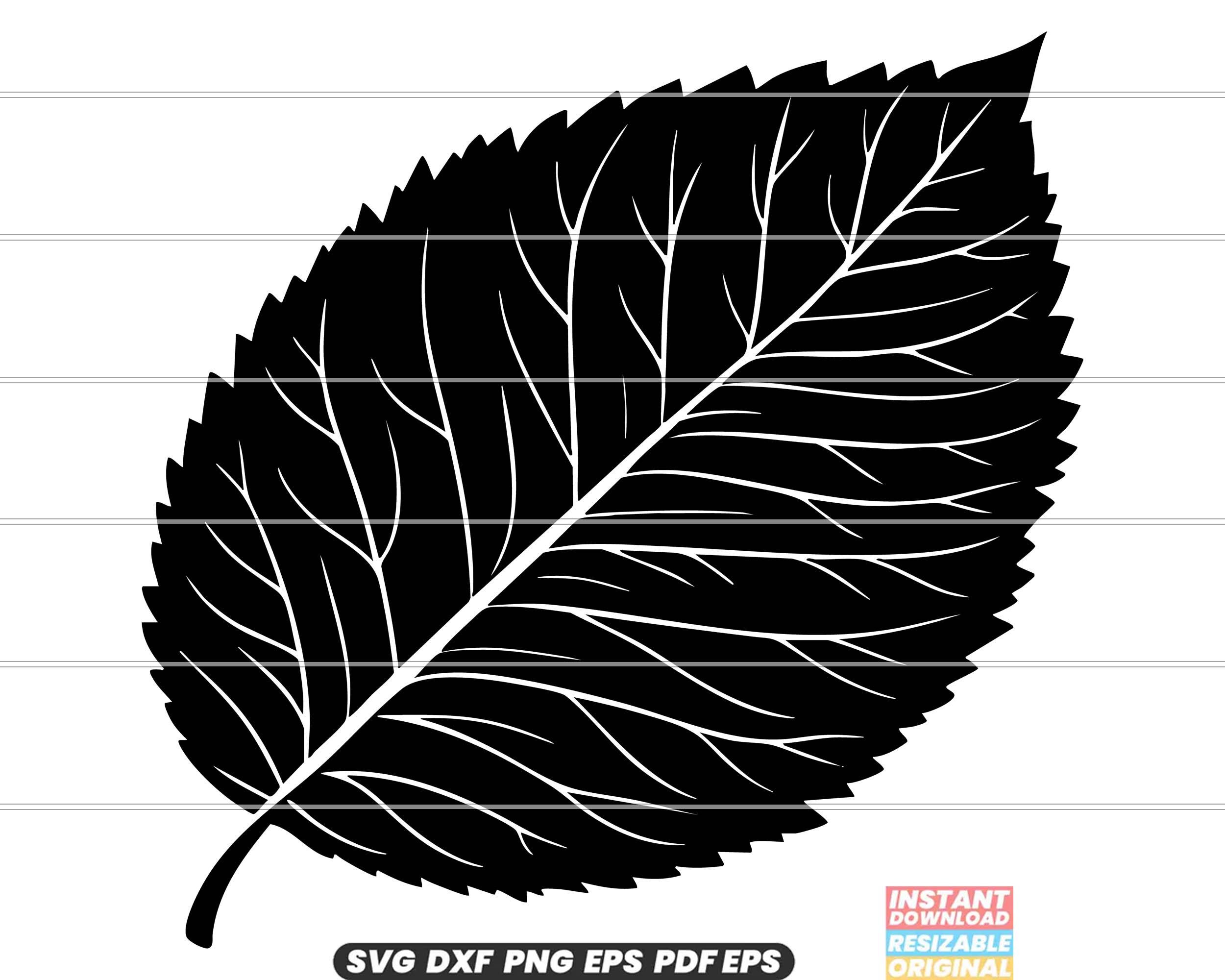 Alder Leaf Svg, Alder Leaf Dxf, Alder Leaf Png, Alder Leaf Cut File ...