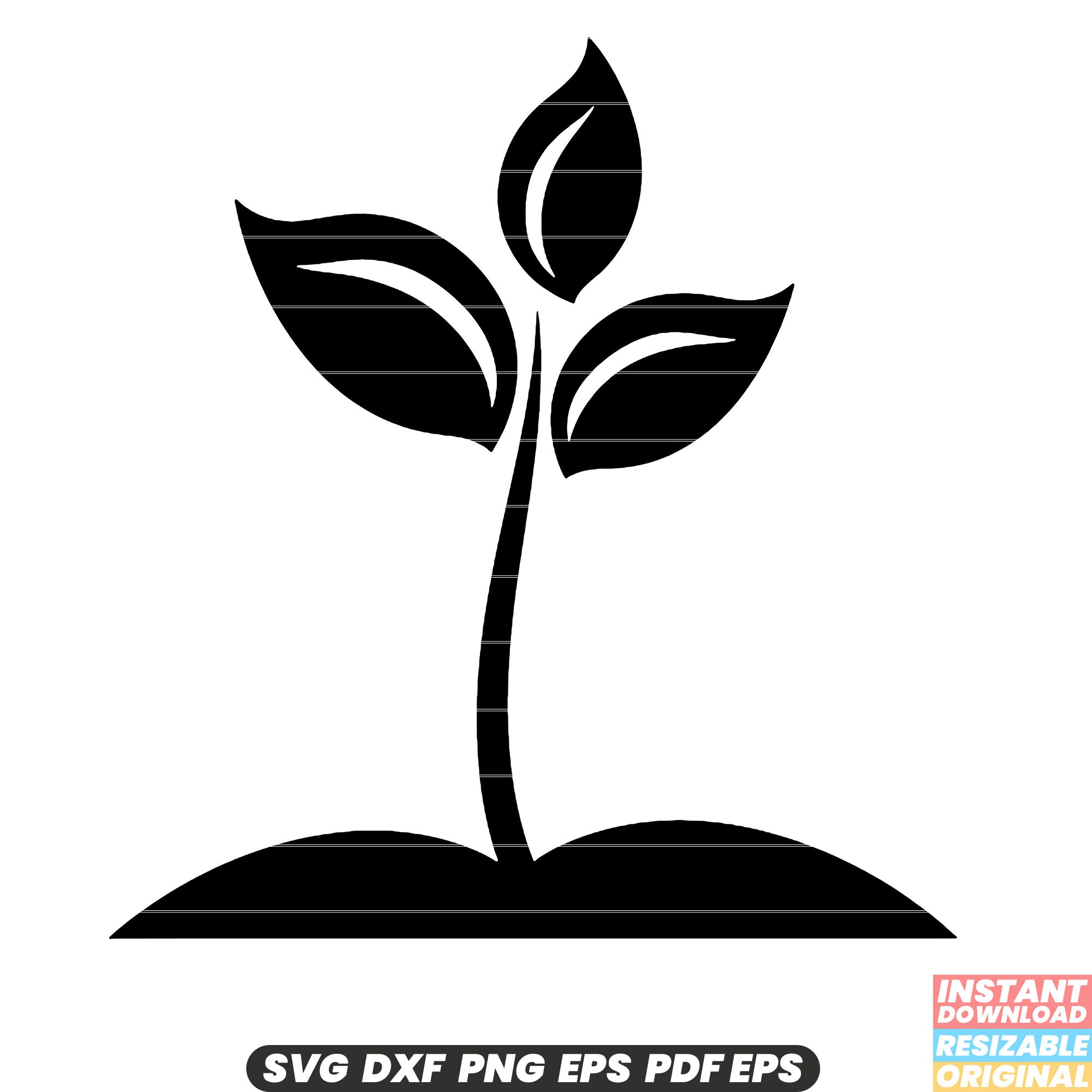 Sprout Seedling Germination Young Plant Growth Fresh Produce Salad ...