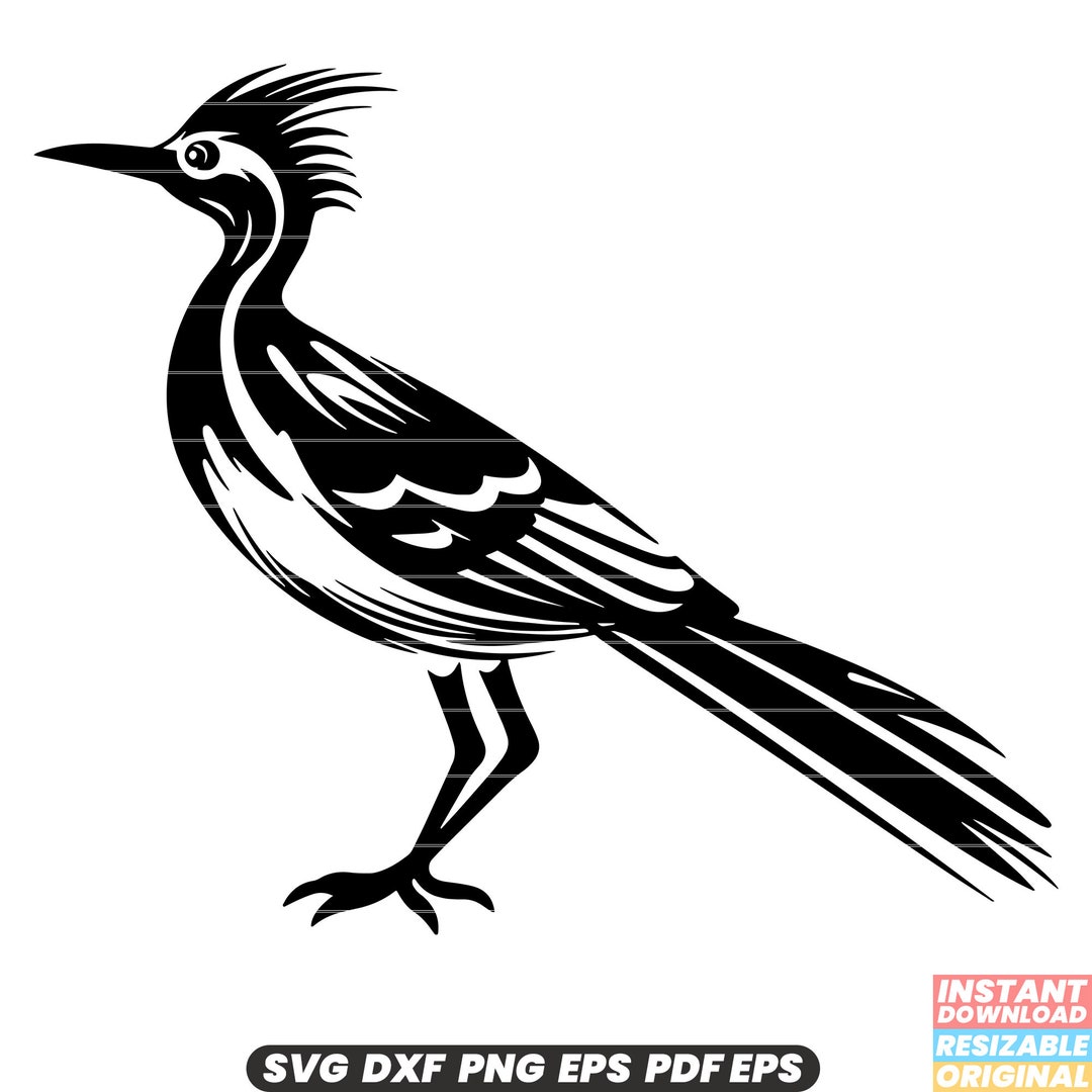 Road Runner Bird Wildlife Speedy Fast Runner Desert Southwest Nature ...