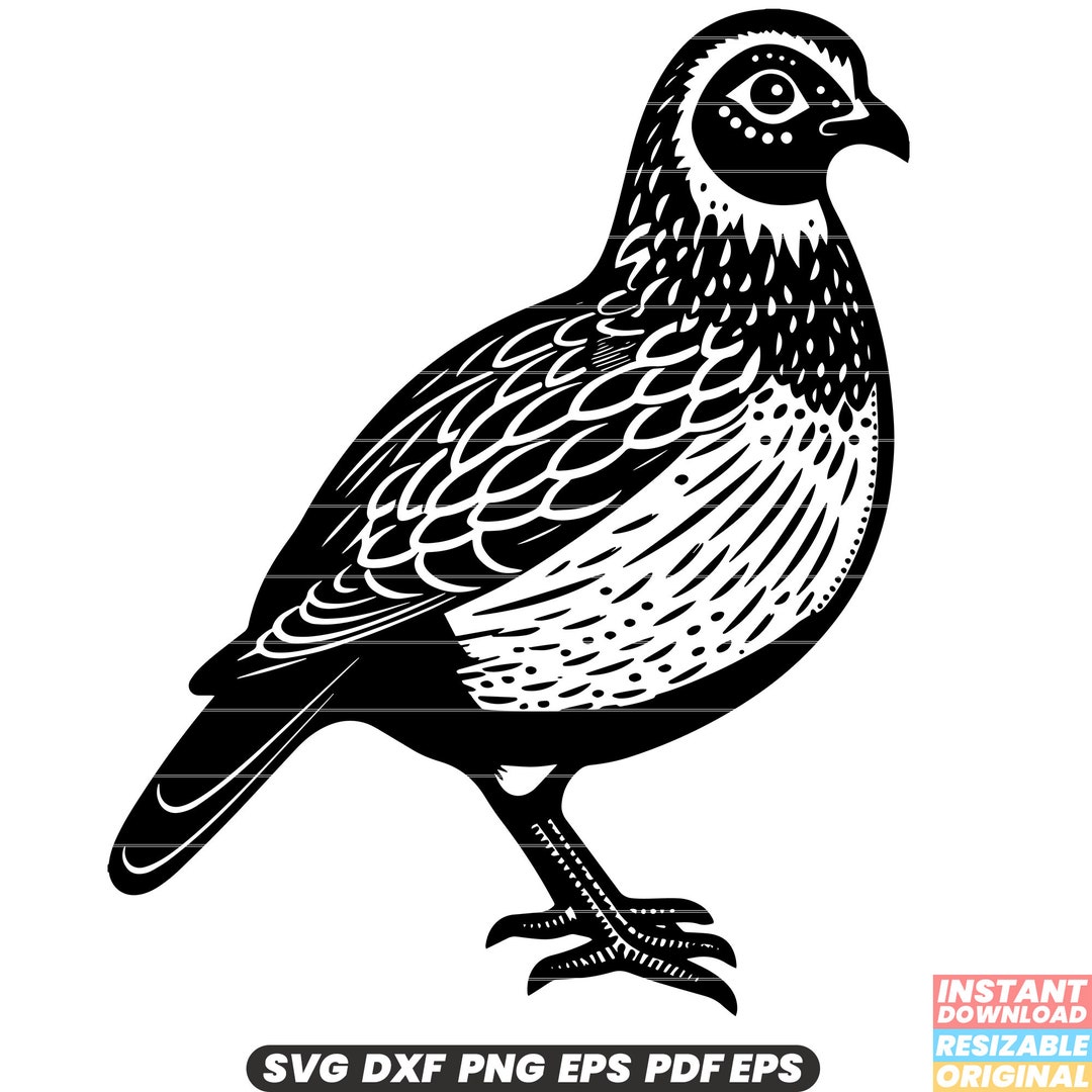 Quail Bird Wildlife Feathered Game Bird Hunted Cuisine Delicate Eggs ...