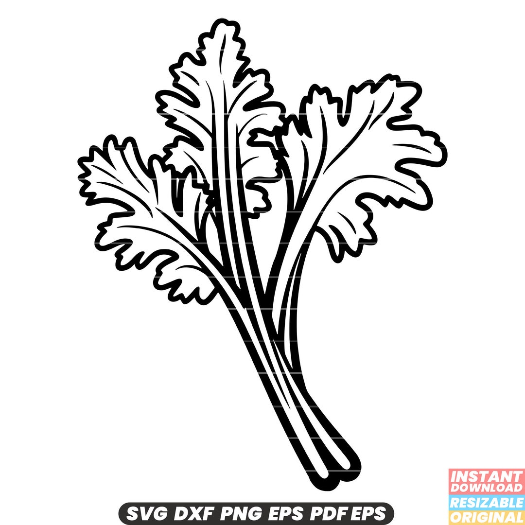 Celery Vegetable Green Crunchy Healthy Nutrition Fiber Hydration ...