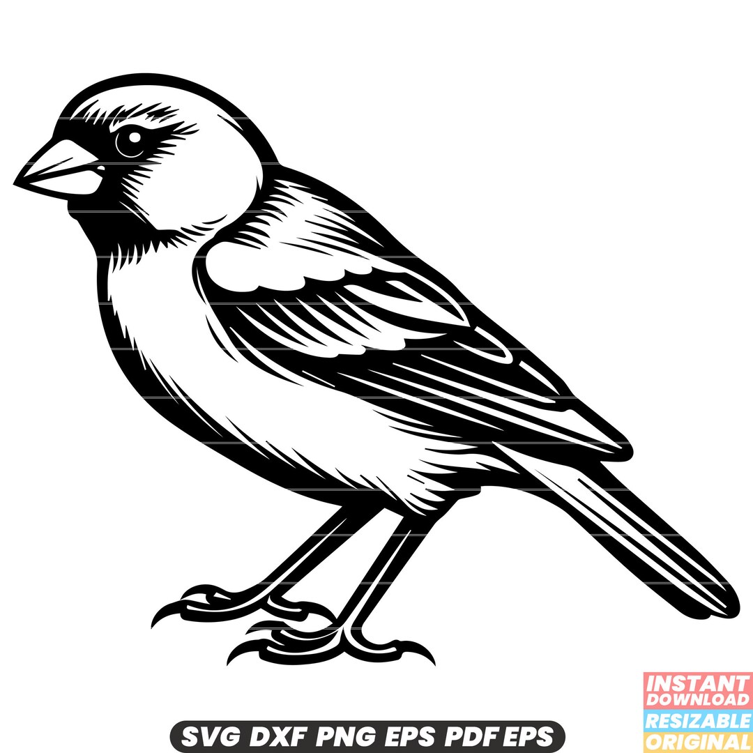 Canary Bird Songbird Pet Yellow Feathered Canary Island Wildlife SVG ...