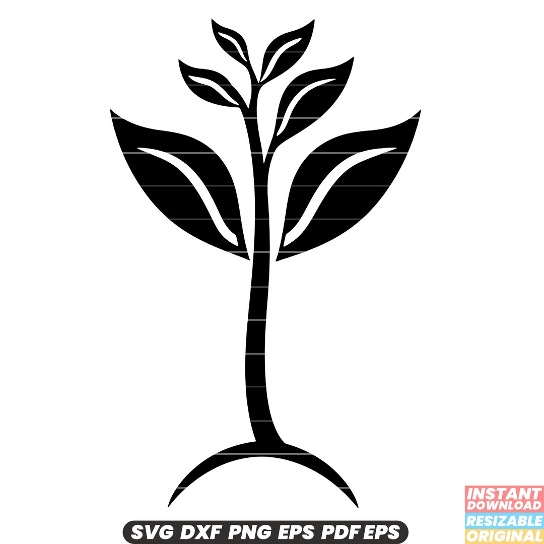 Sprout Seedling Germination Young Plant Growth Fresh Produce Salad ...