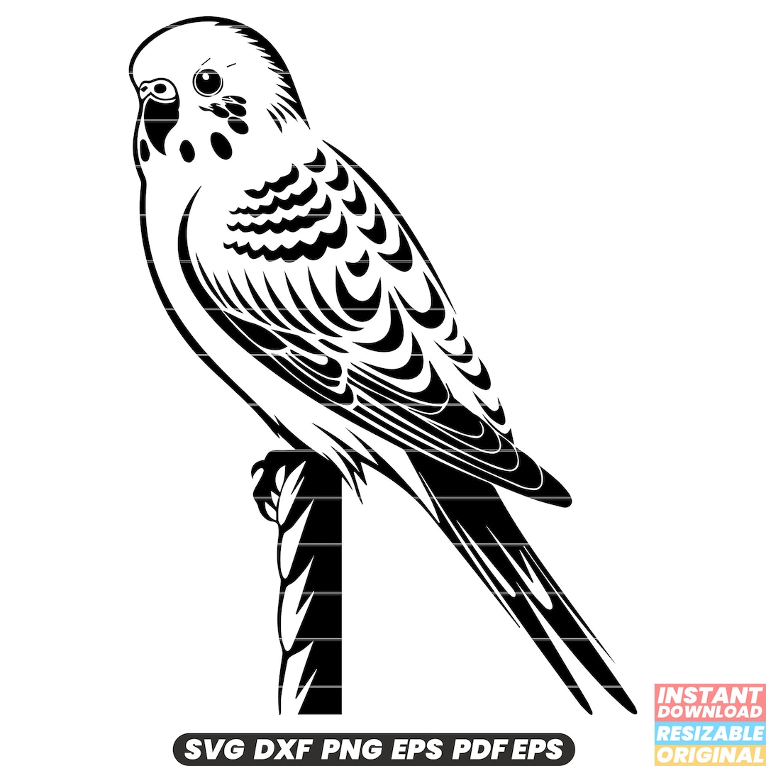Budgerigar Bird Parakeet Pet Aviary Colorful Feather Australia ...