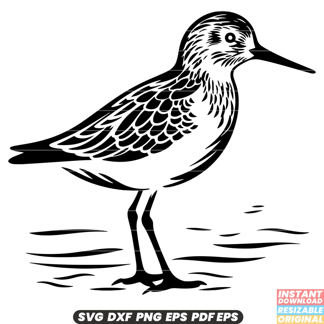 Sandpiper Bird Wildlife Shoreline Feathers Migration Coastal Habitat ...