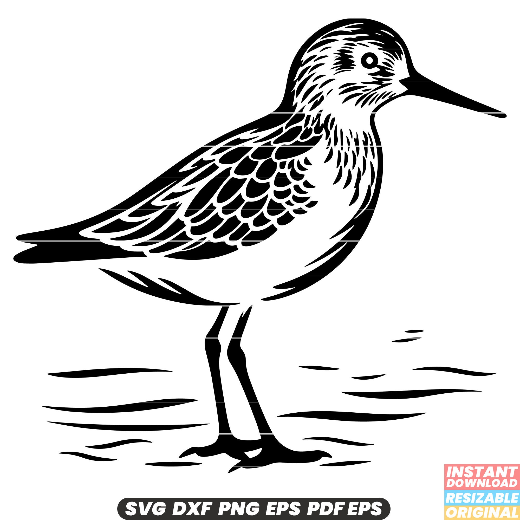 Sandpiper Bird Wildlife Shoreline Feathers Migration Coastal Habitat ...