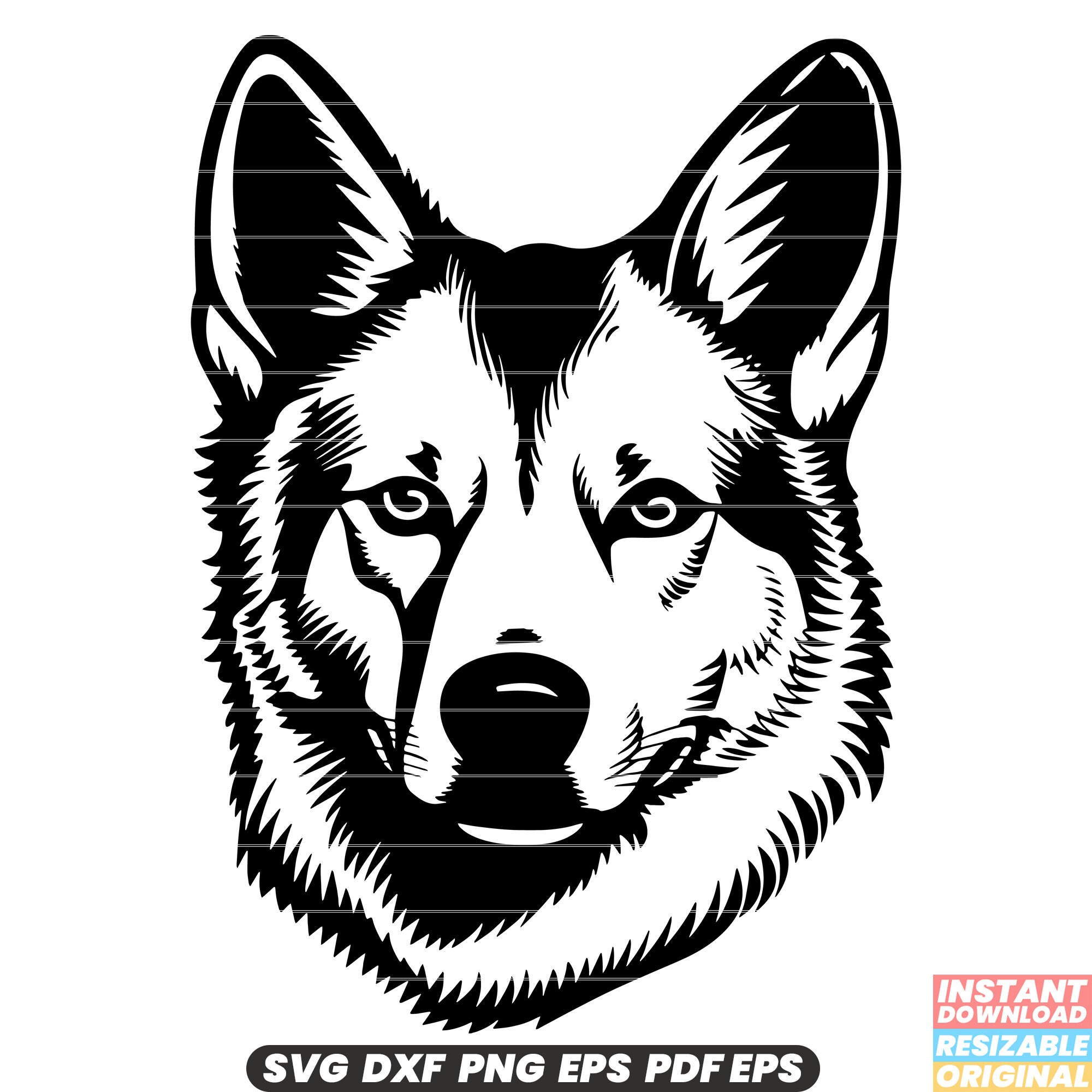 Dingo Wild Dog Wildlife Australia Canine Native Predatory Hunter Pack ...