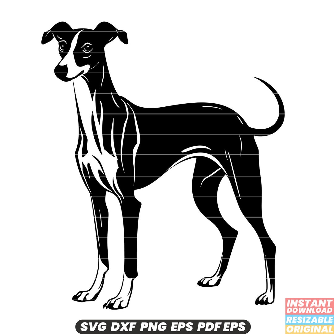 Whippet SVG Dog Breed Illustration Whippet Clipart Canine Graphic Pet ...