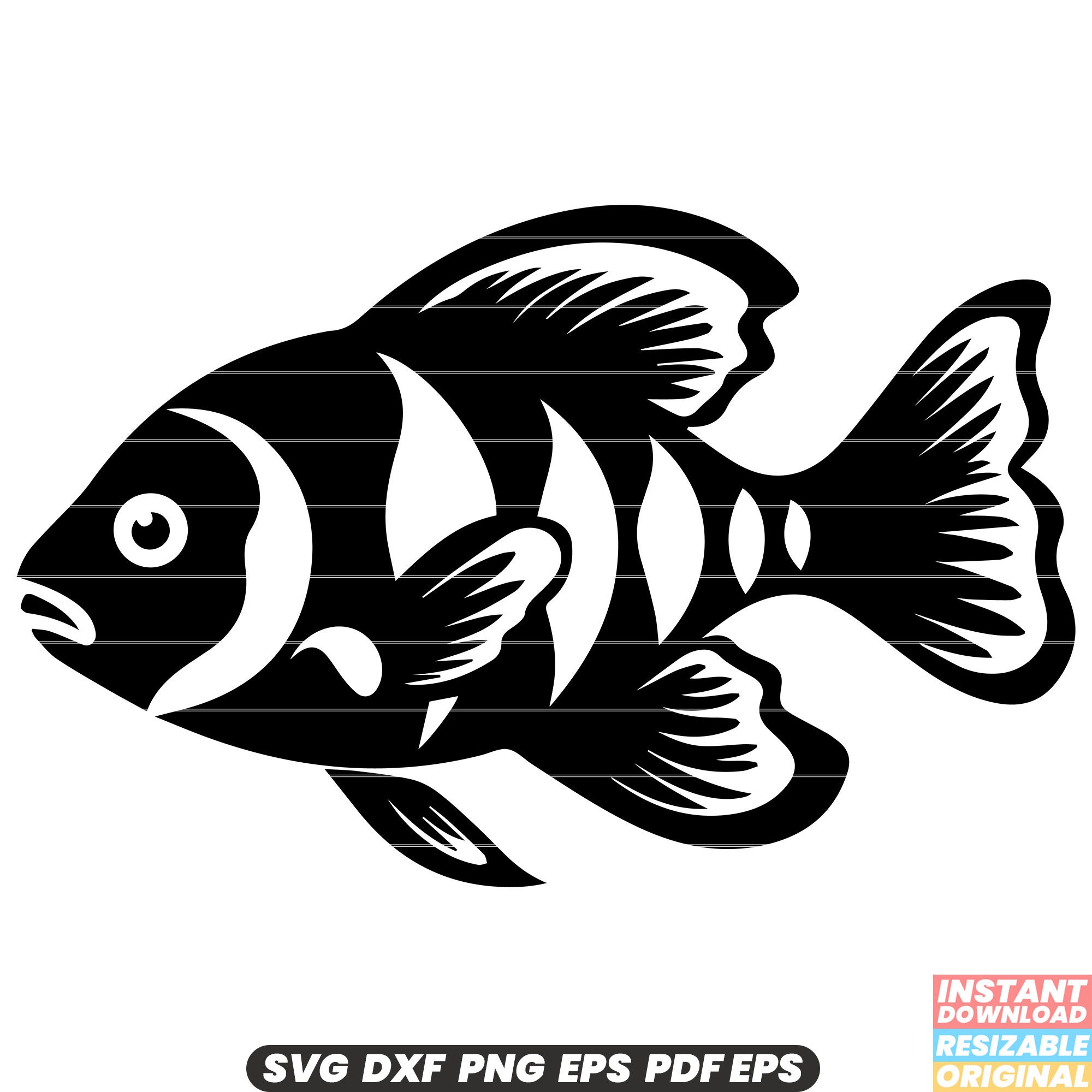 Clownfish Marine Tropical Aquarium Anemone Symbiosis Colorful Reef ...
