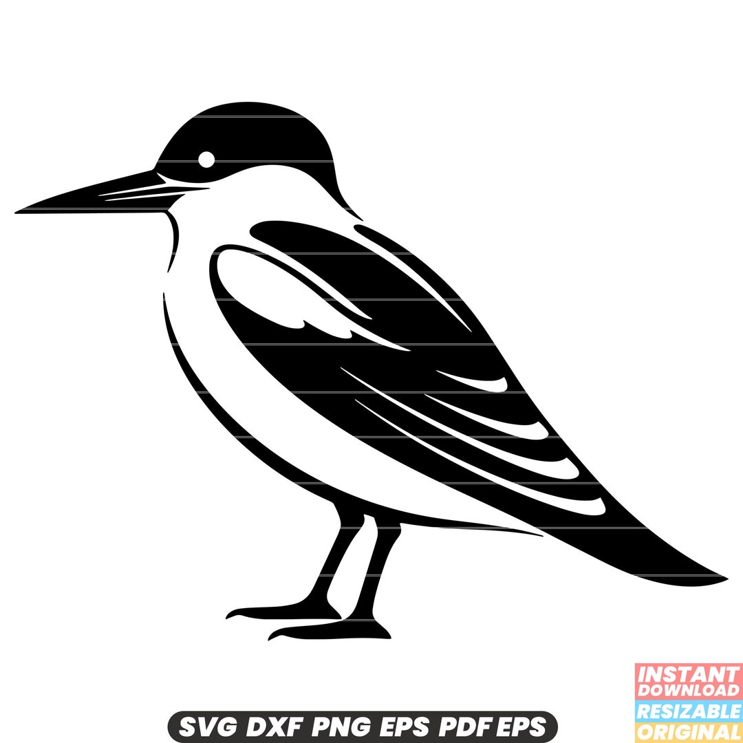 Tern SVG Tern DXF Tern PNG Seabird Designs for Birdwatchers Instant ...