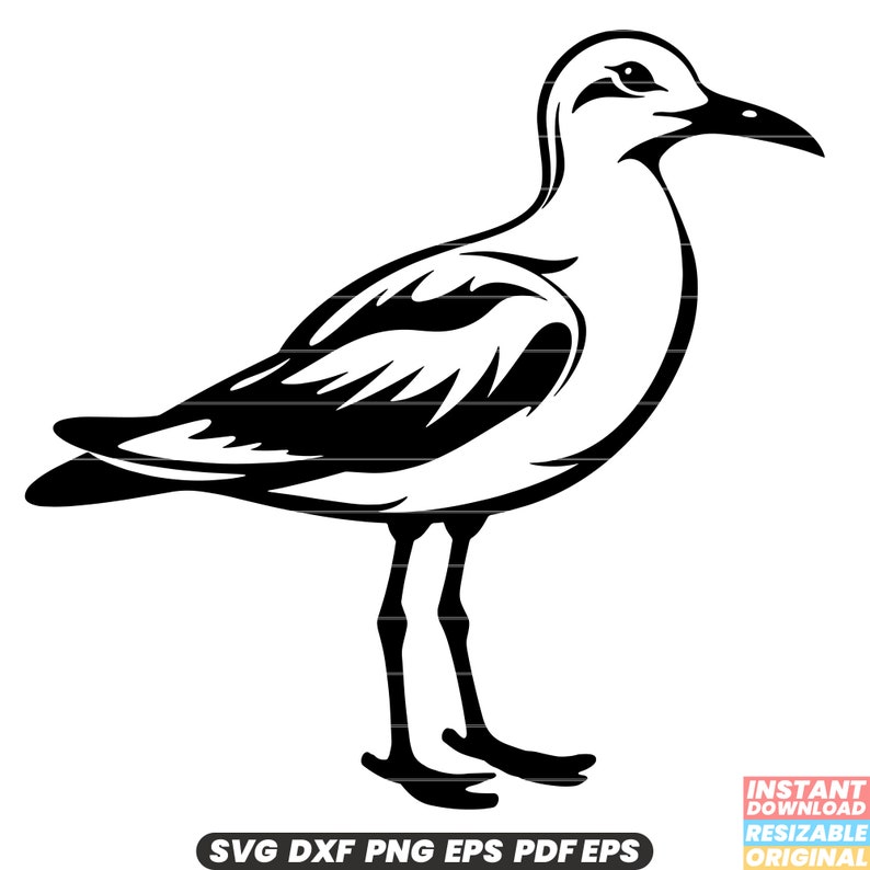 Seagull Bird Wildlife Seabird Coastal Ocean Flight Feathered Gull ...