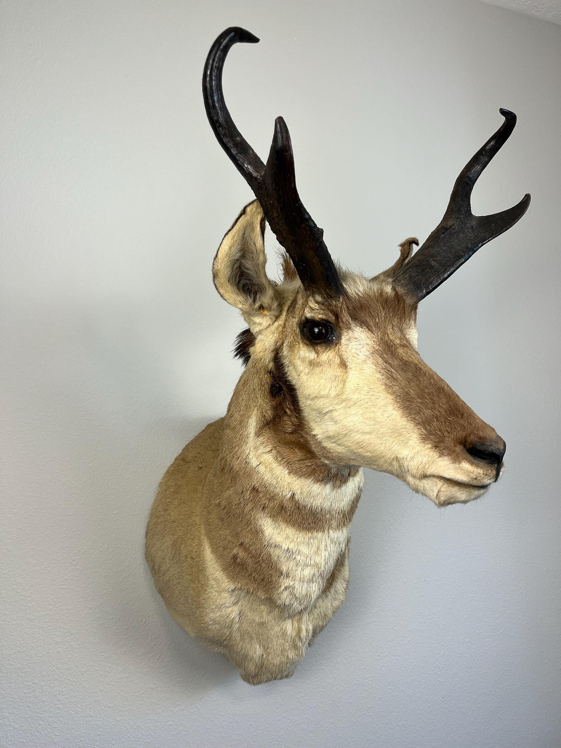 Taxidermy Pronghorn Antelope Head and Shoulder Trophy Mount! Cabin and ...
